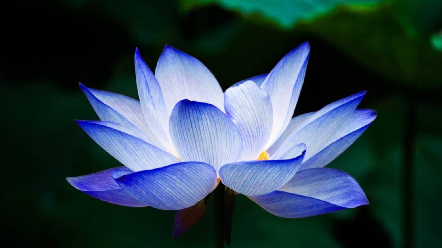Lotus Flower: Symbolism, Meaning, and How to Grow It