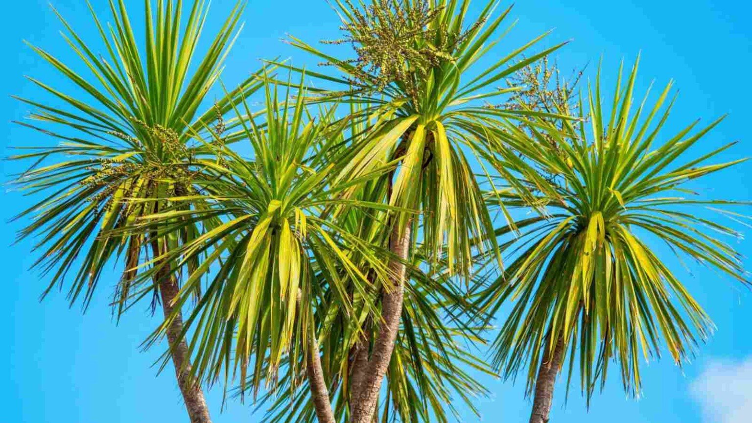 How to Plant, Grow and Care for Cordyline Plant | Full Guide