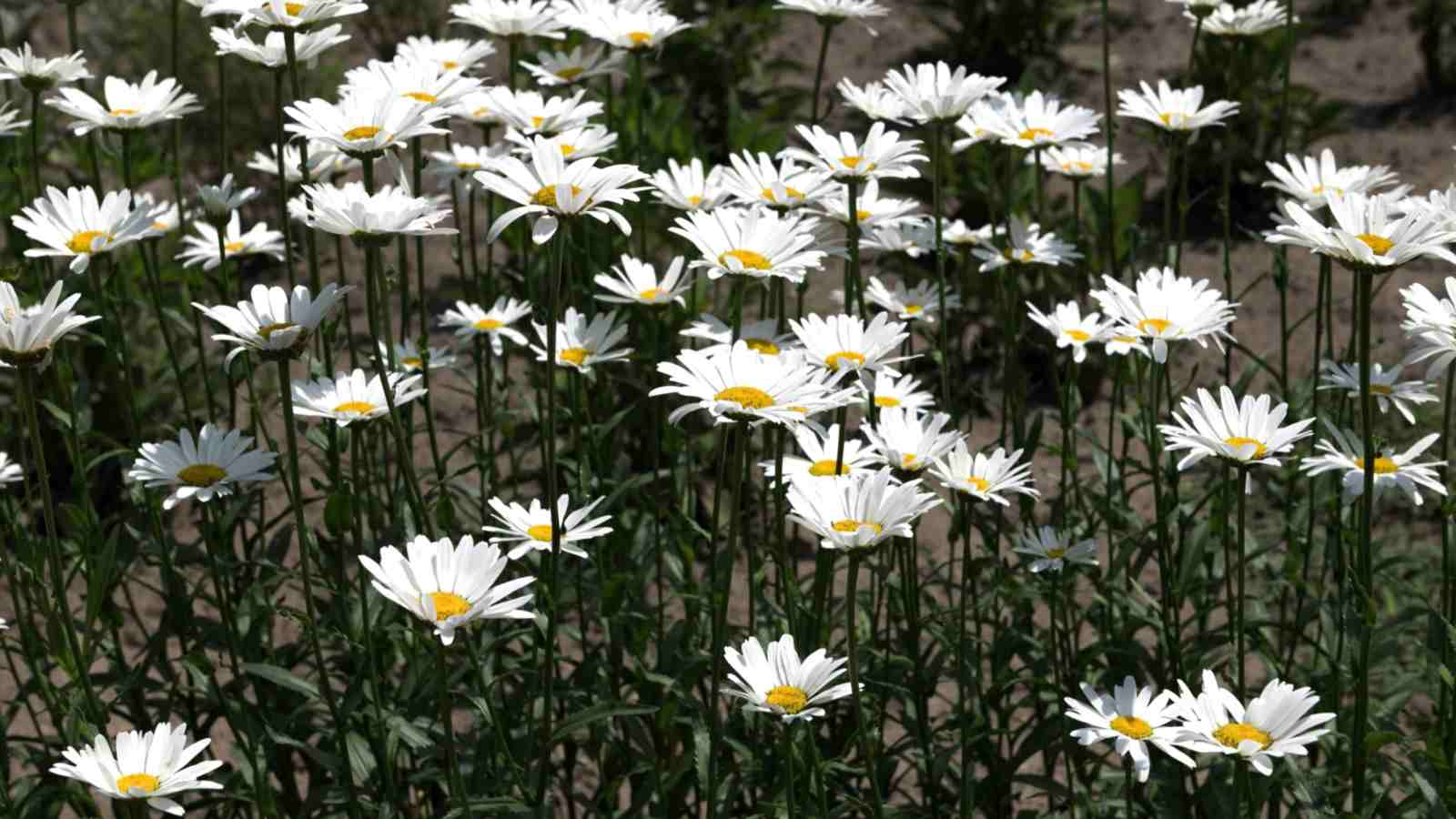 How to Plant, Grow, and Care for Shasta Daisy Flowers