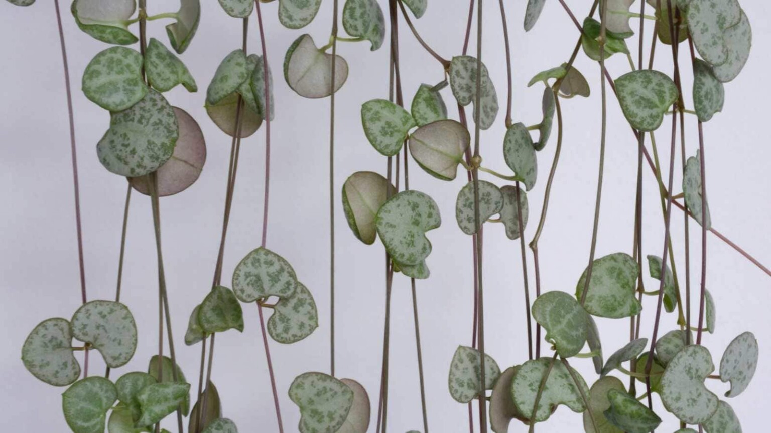 How to Plant, Grow, and Care for String of Hearts Plant