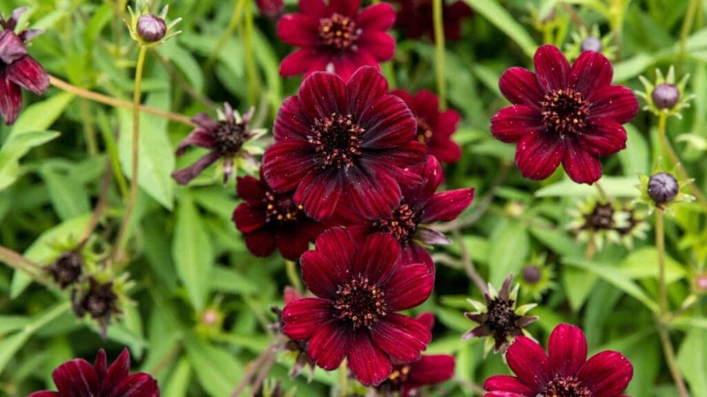 15 Rare Flowers Around the World — And Why They're So Rare