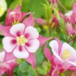 How to Plant, Grow, and Care for Columbine Flower Easily