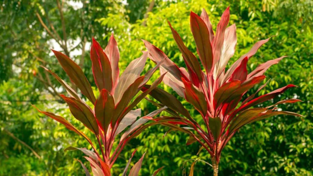 How to Plant, Grow and Care for Cordyline Plant | Full Guide