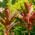 How to Plant, Grow and Care for Cordyline Plant | Full Guide