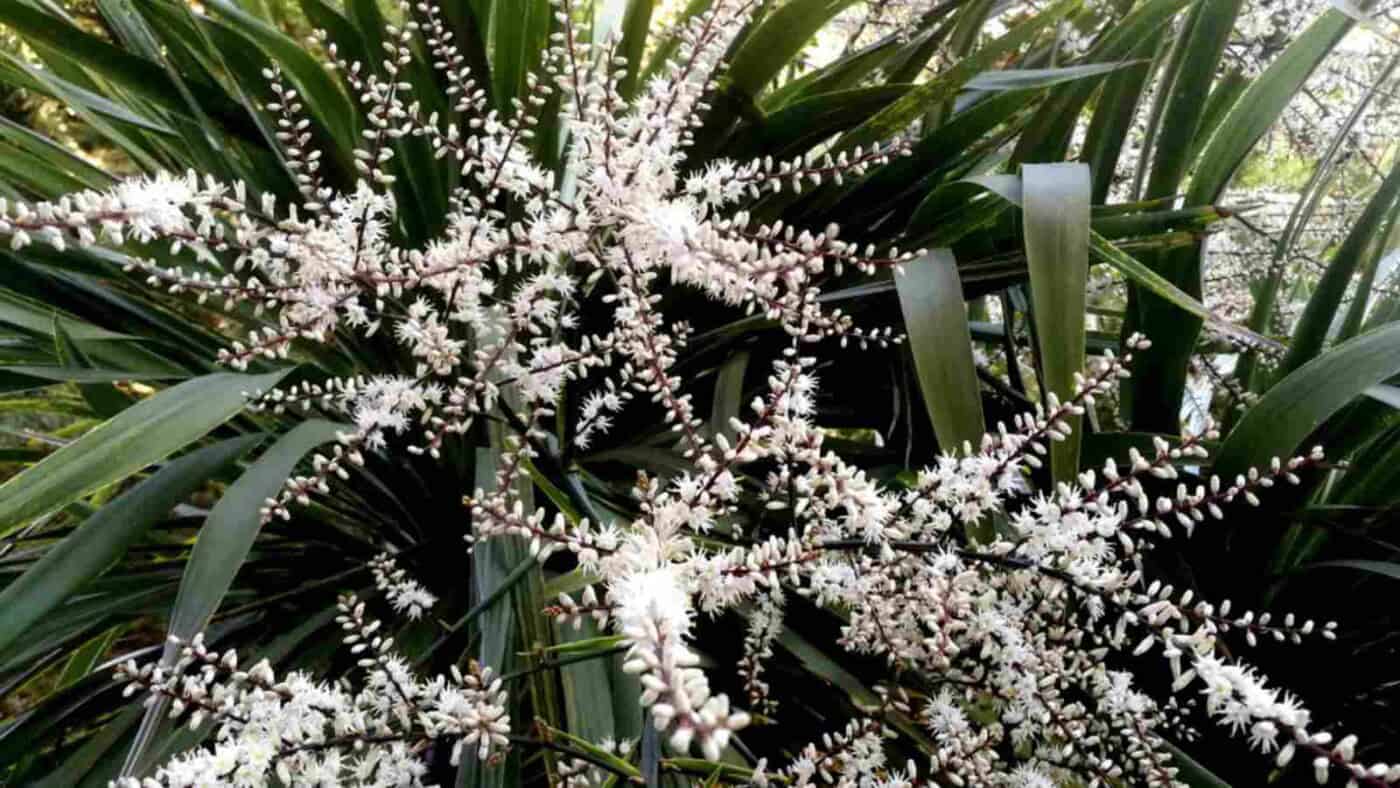 How to Plant, Grow and Care for Cordyline Plant | Full Guide
