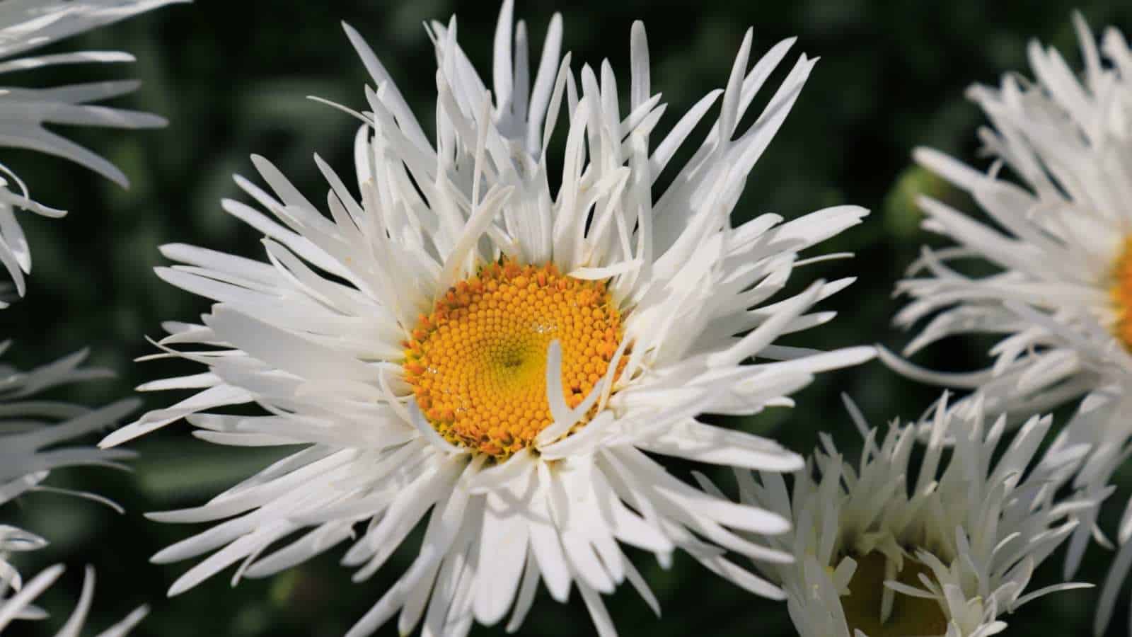 How to Plant, Grow, and Care for Shasta Daisy Flowers