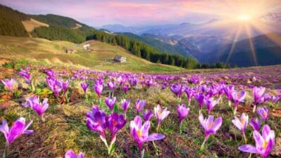 Crocus Guide: How to Plant, Grow, and Care for Crocus