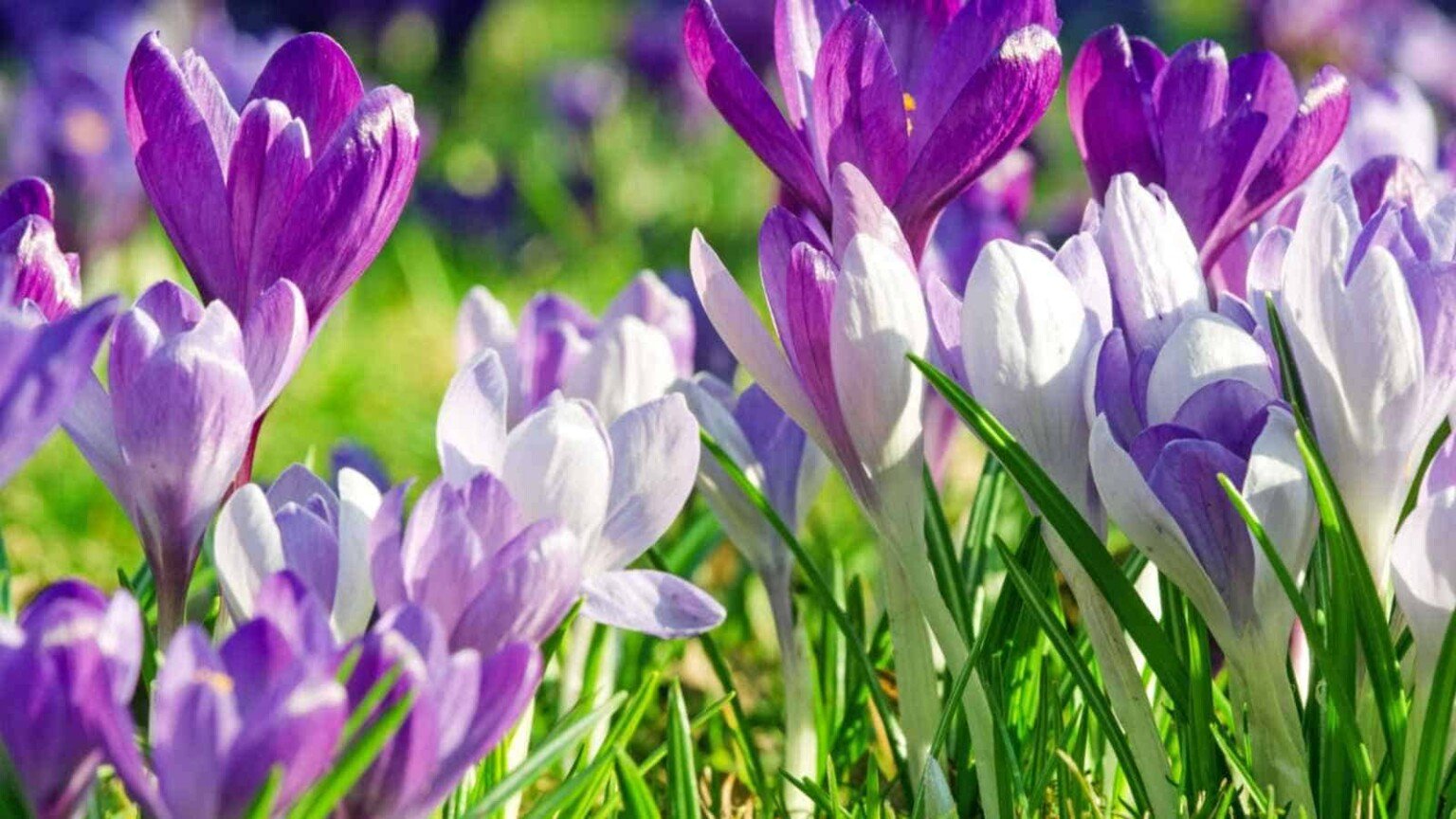 Crocus Guide: How to Plant, Grow, and Care for Crocus