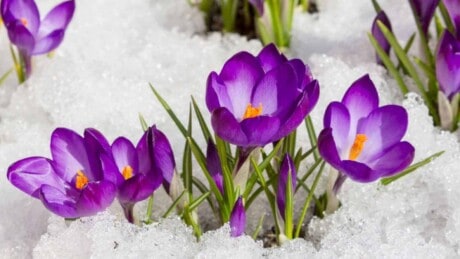 Crocus Guide: How to Plant, Grow, and Care for Crocus