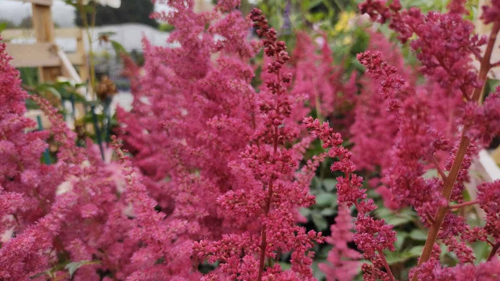 Astilbe Guide: How to Grow and Care for Astilbe Flowers