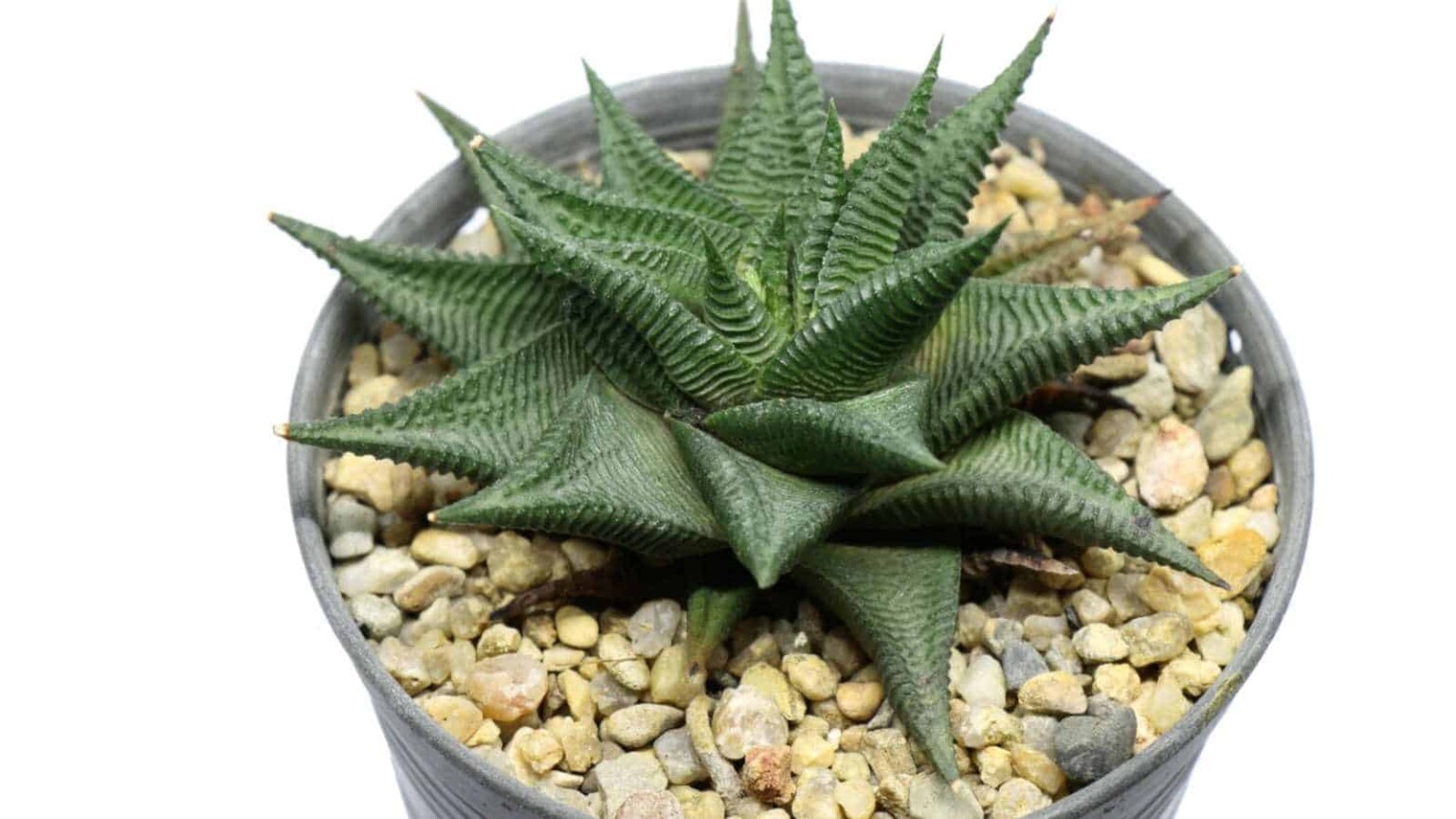 How To Plant Grow And Care For Haworthia: Complete Guide