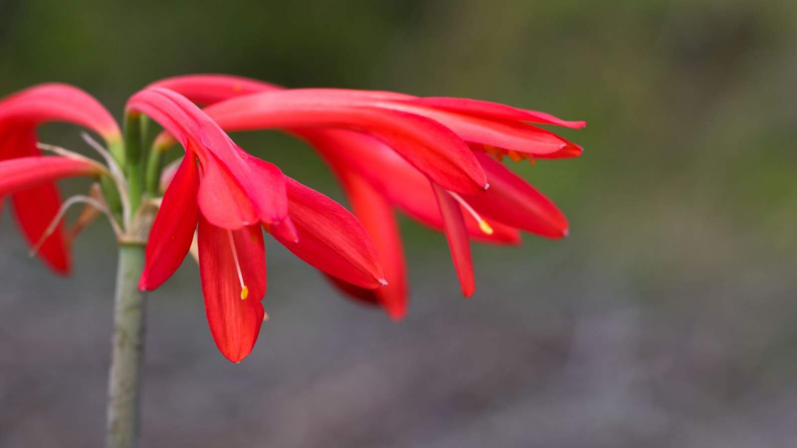 15 Rare Flowers Around the World — And Why They're So Rare
