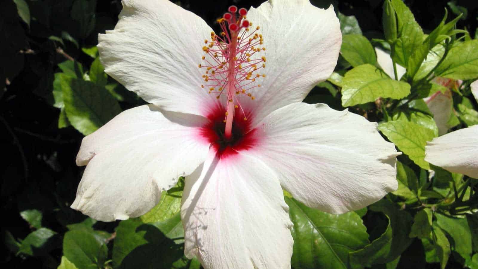 15 Rare Flowers Around the World — And Why They're So Rare