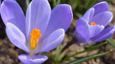Crocus Guide: How to Plant, Grow, and Care for Crocus