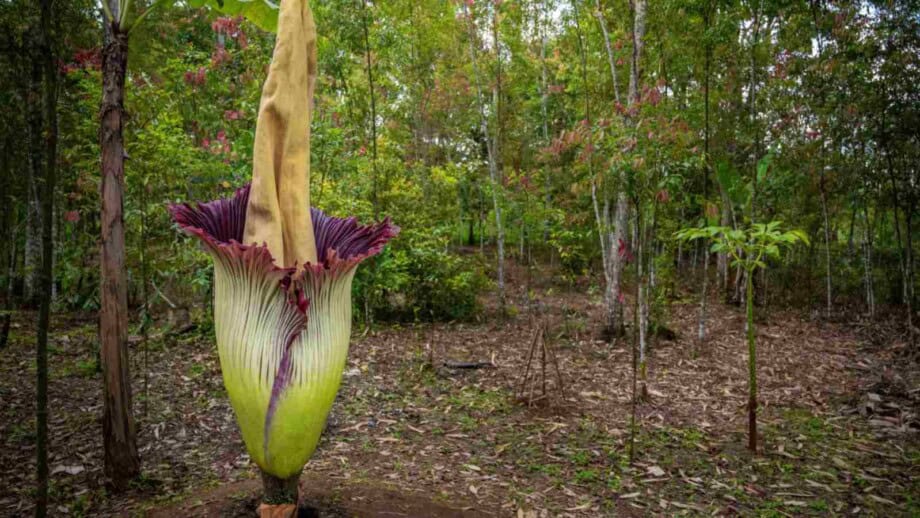 15 Rare Flowers Around the World — And Why They're So Rare