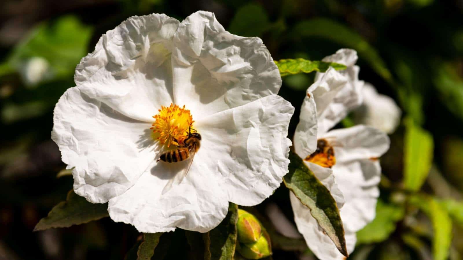 15 Rare Flowers Around the World — And Why They're So Rare