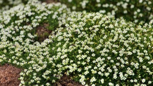 Irish Moss: A Guide From Growing to Propagation