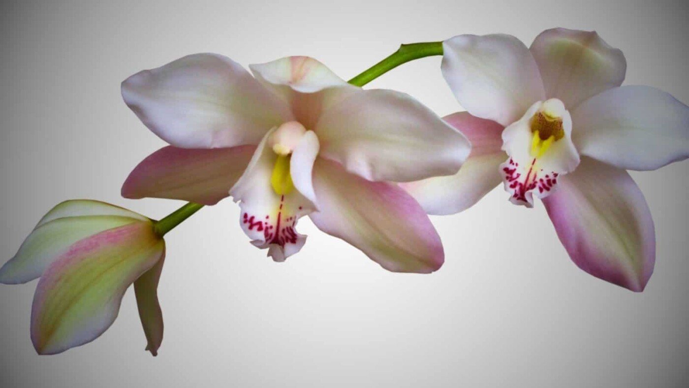 15 Rare Flowers Around the World — And Why They're So Rare