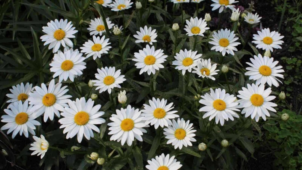 How to Plant, Grow, and Care for Shasta Daisy Flowers