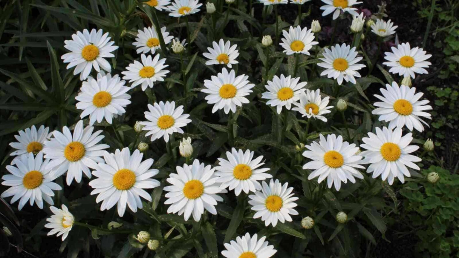 How to Plant, Grow, and Care for Shasta Daisy Flowers