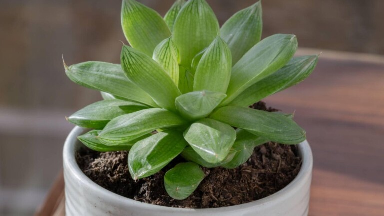 How To Plant Grow And Care For Haworthia: Complete Guide