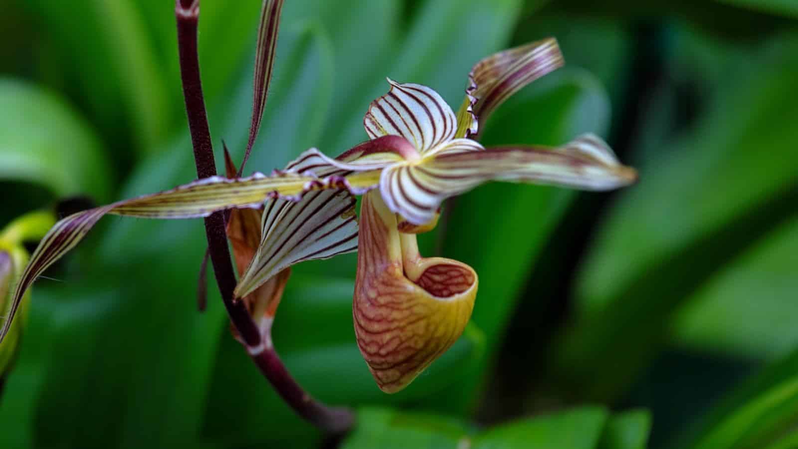 15 Rare Flowers Around the World — And Why They're So Rare