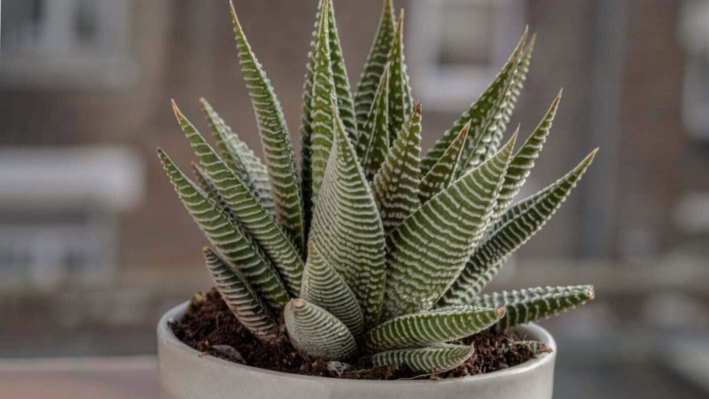 How To Plant Grow And Care For Haworthia: Complete Guide