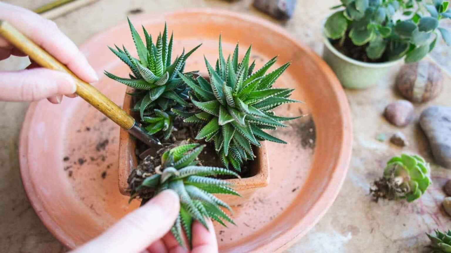 How To Plant Grow And Care For Haworthia: Complete Guide