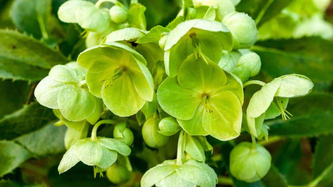 Lenten Rose: How to Grow and Care for Helleborus x Hybridus