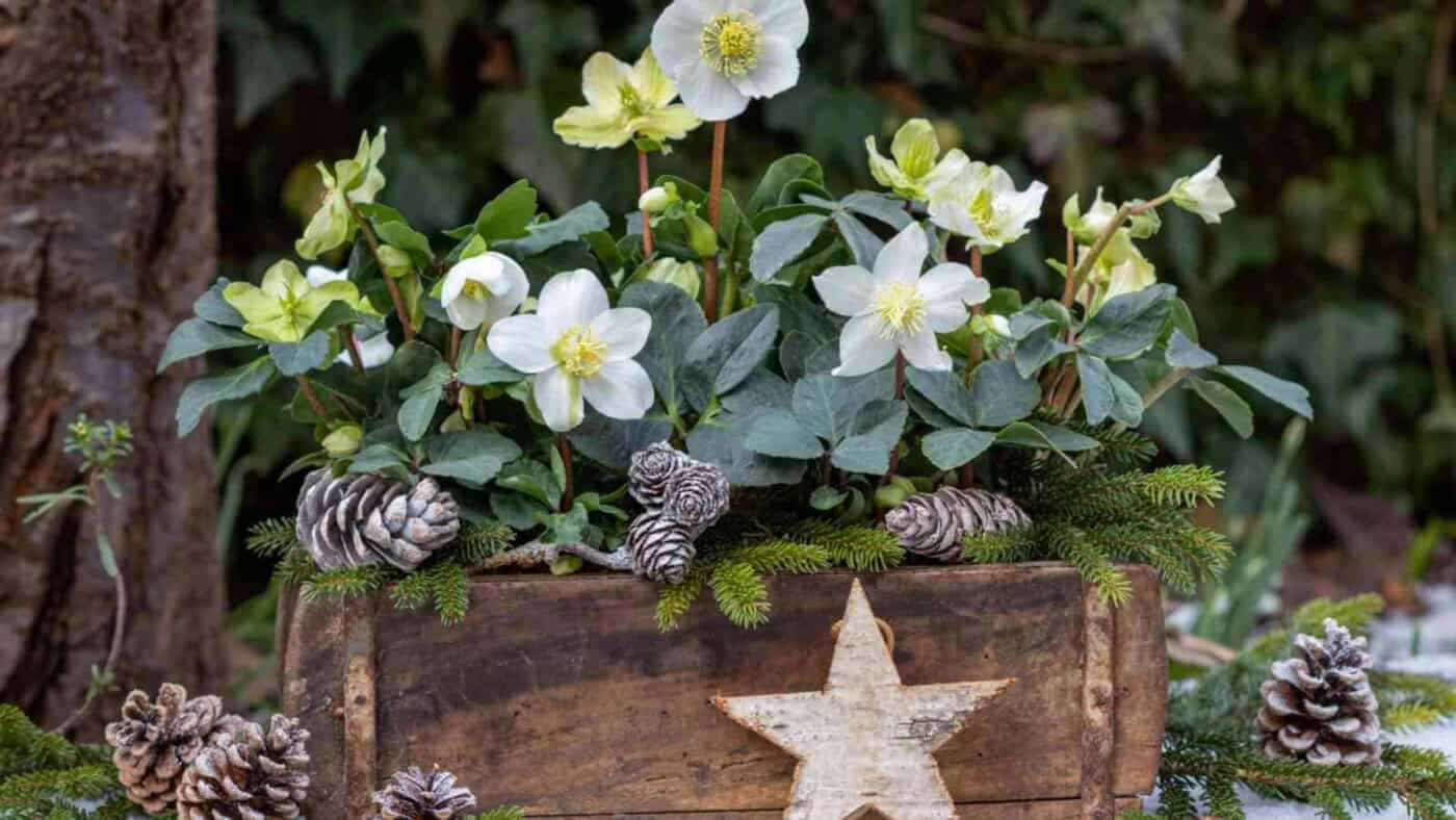 Lenten Rose: How to Grow and Care for Helleborus x Hybridus