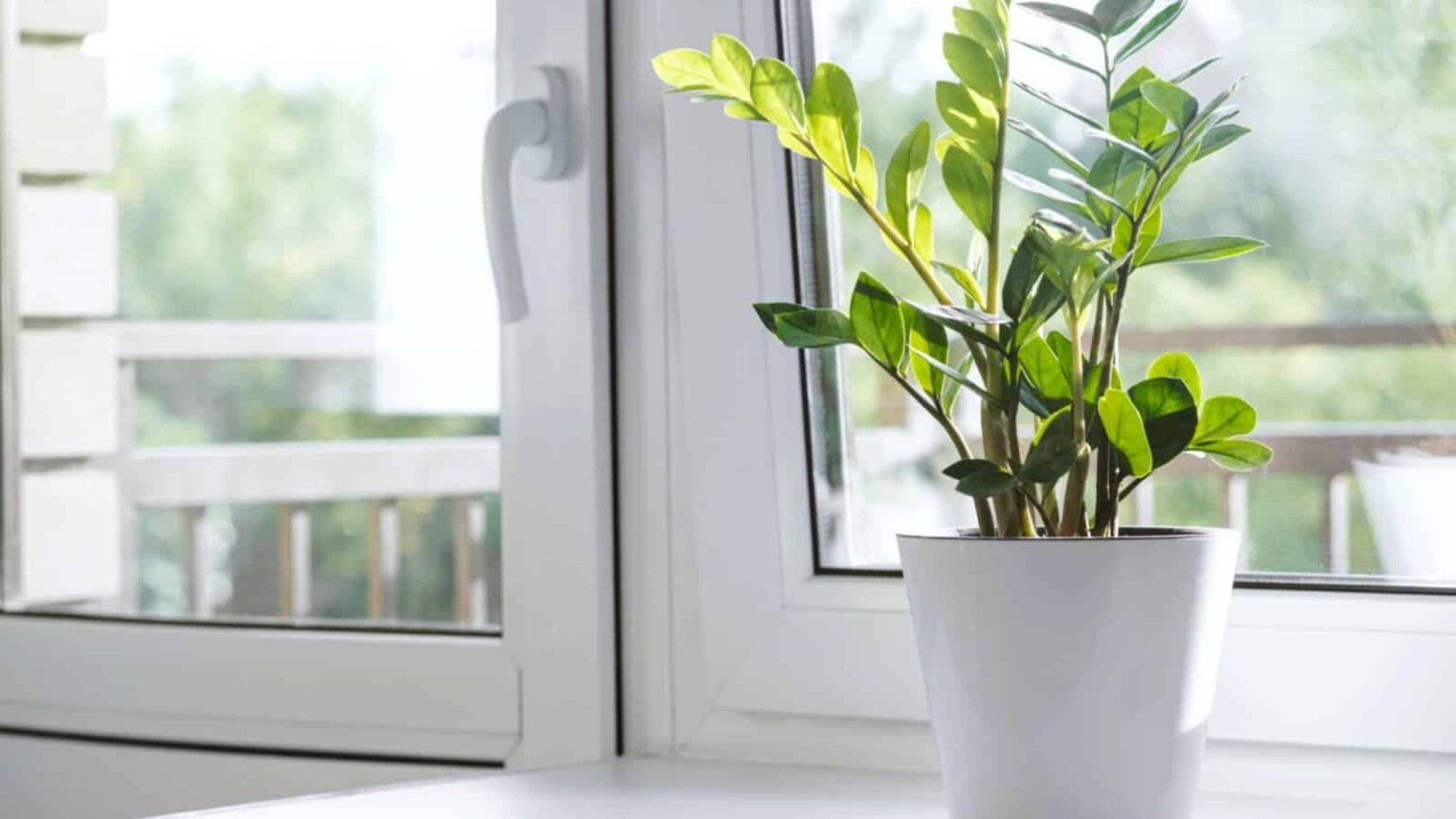 ZZ Plant Care: How to Grow & Care for Zamioculcas Zamiifolia