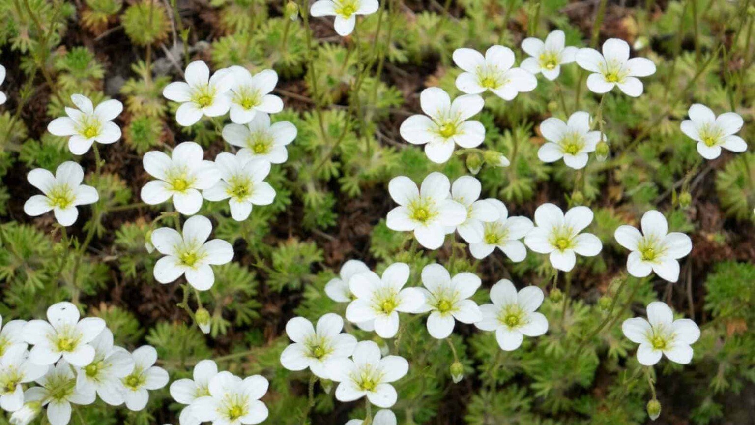 Irish Moss: A Guide From Growing to Propagation