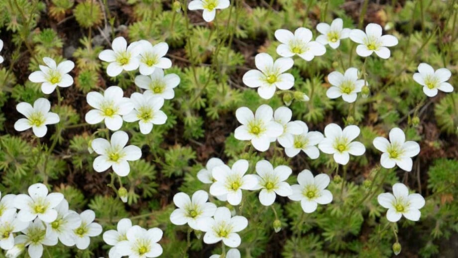 Irish Moss: A Guide From Growing to Propagation