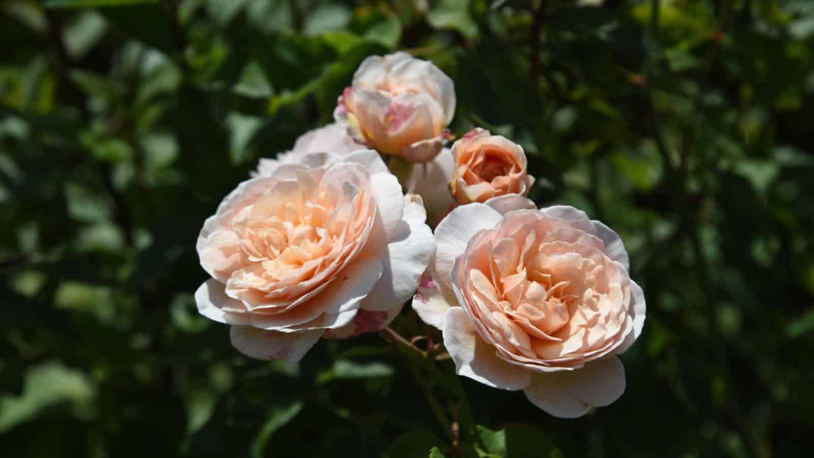 15 Rare Flowers Around the World — And Why They're So Rare