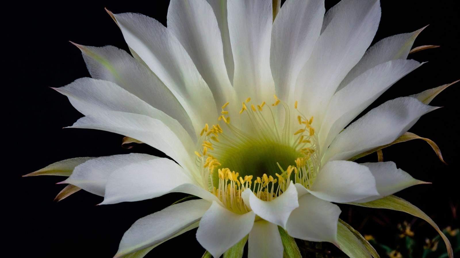 15 Rare Flowers Around the World — And Why They're So Rare