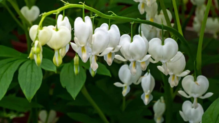 How to Plant, Grow, and Care for Bleeding Heart Flower