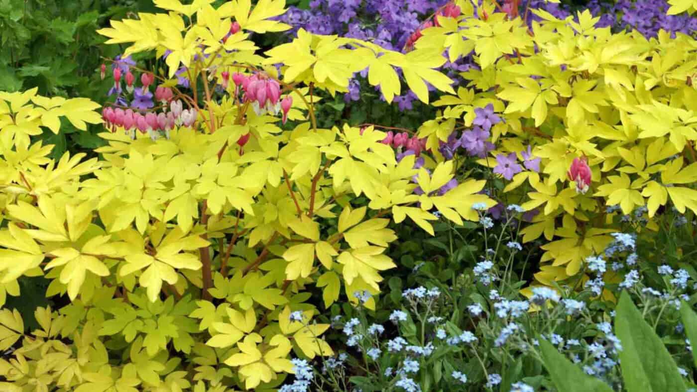 How to Plant, Grow, and Care for Bleeding Heart Flower