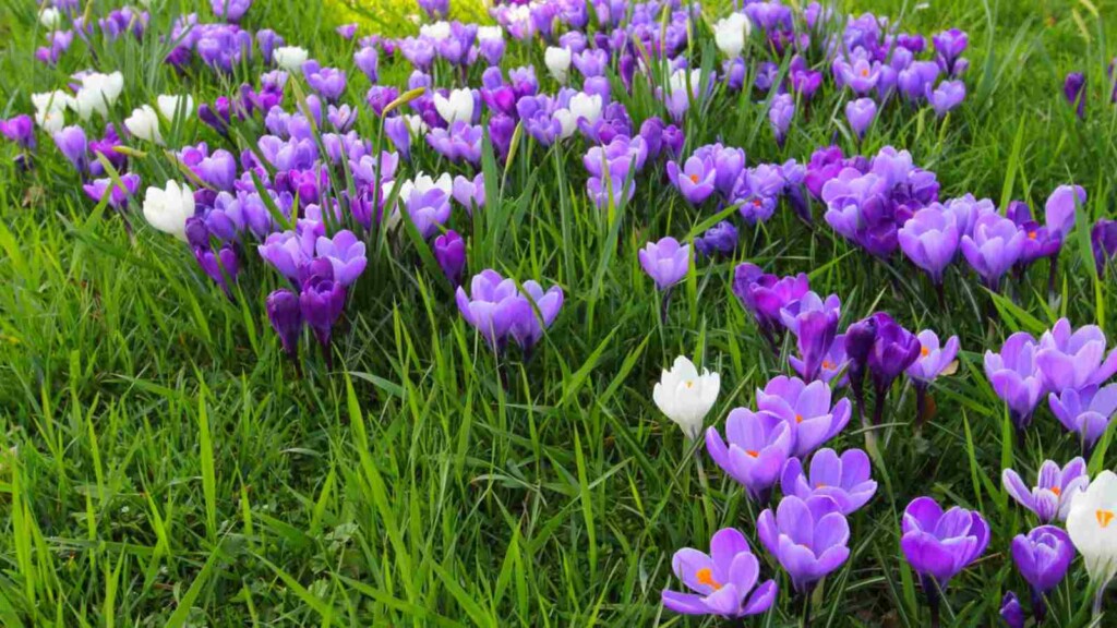 Crocus Guide: How to Plant, Grow, and Care for Crocus