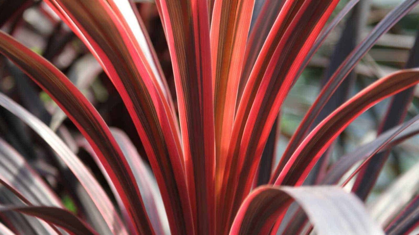 How to Plant, Grow and Care for Cordyline Plant | Full Guide