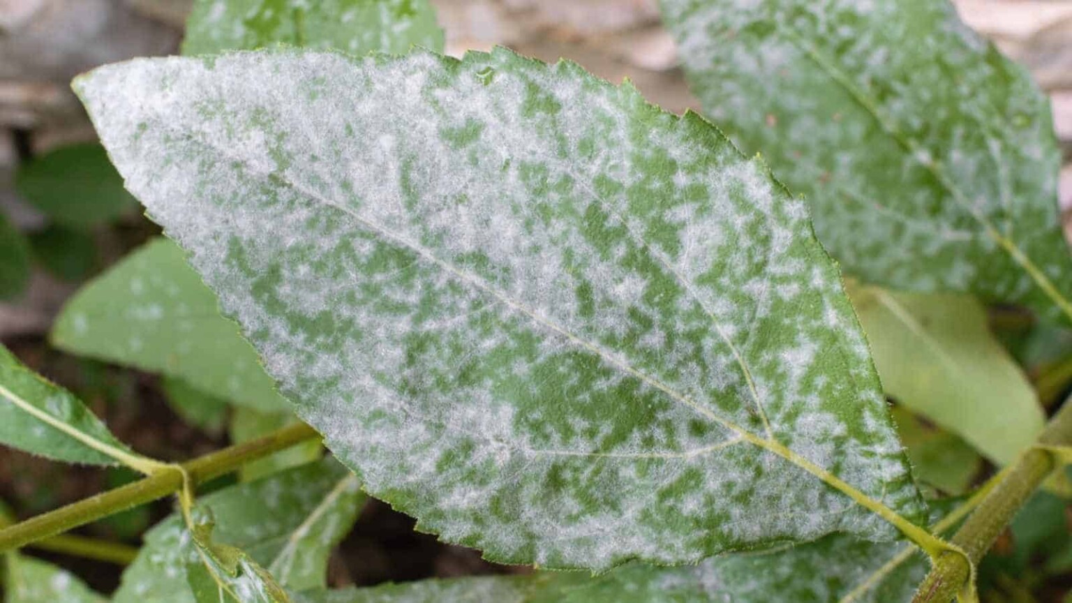 Growing and Caring for Aster Flowers - Complete Guide
