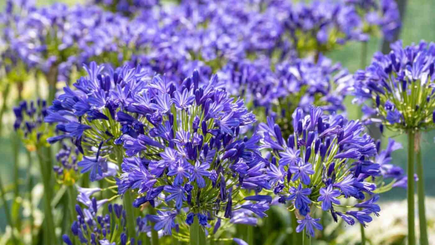 Lily of the Nile: A Guide to Planting and Caring