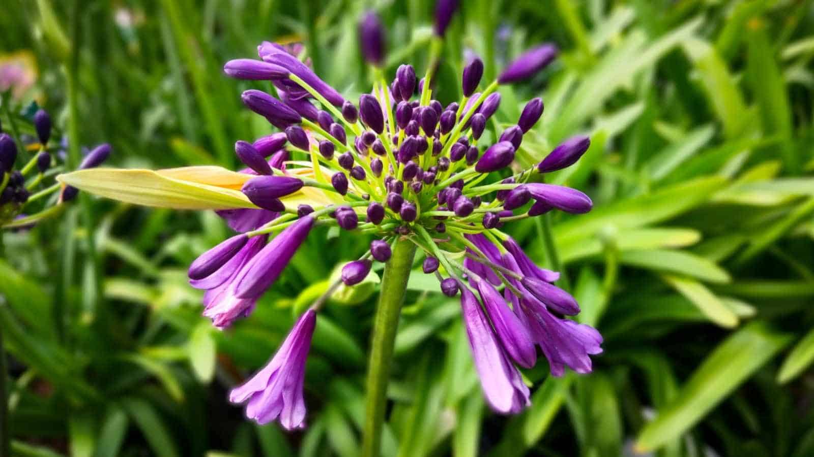 Lily of the Nile: A Guide to Planting and Caring