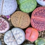 How to Grow and Care for Lithops (Living Stones)