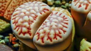 How to Grow and Care for Lithops (Living Stones)