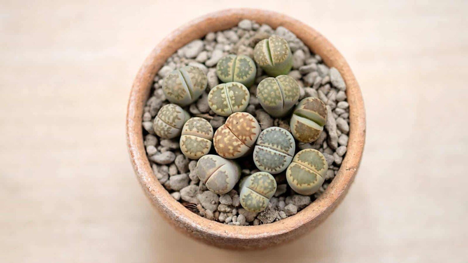 How to Grow and Care for Lithops (Living Stones)