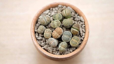 How to Grow and Care for Lithops (Living Stones)