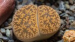 How to Grow and Care for Lithops (Living Stones)