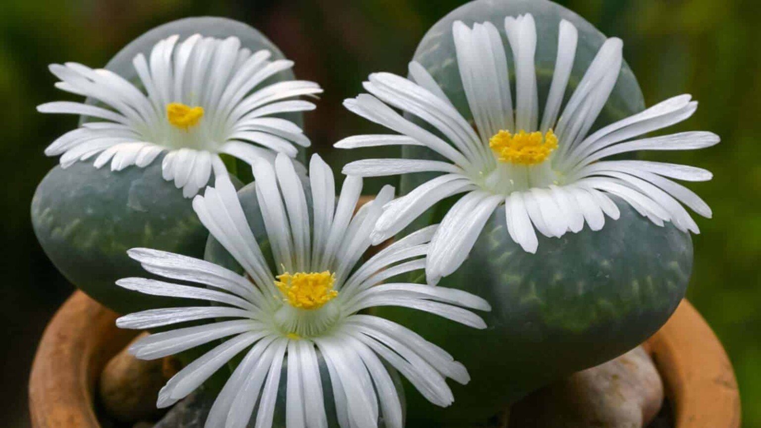 How to Grow and Care for Lithops (Living Stones)