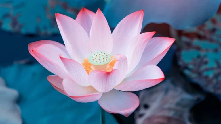 Lotus Flower: Symbolism, Meaning, and How to Grow It