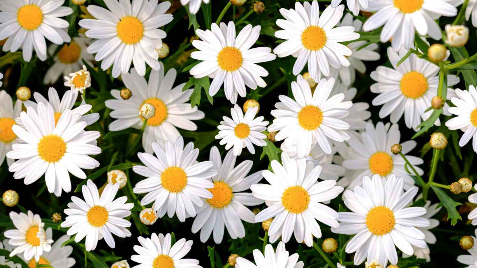 How to Plant, Grow, and Care for Shasta Daisy Flowers